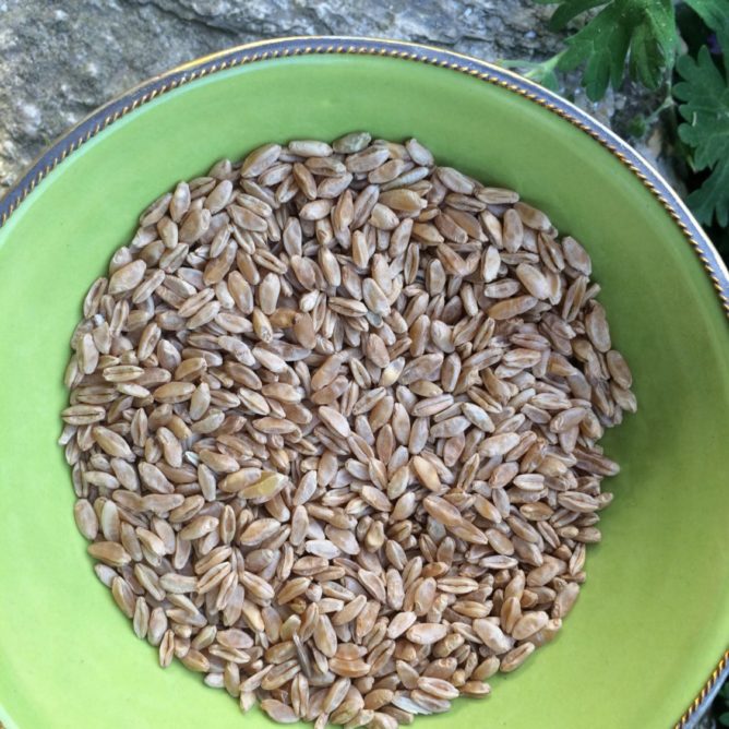 Durum Weizen (Hartweizen) – SpeiseLokal!