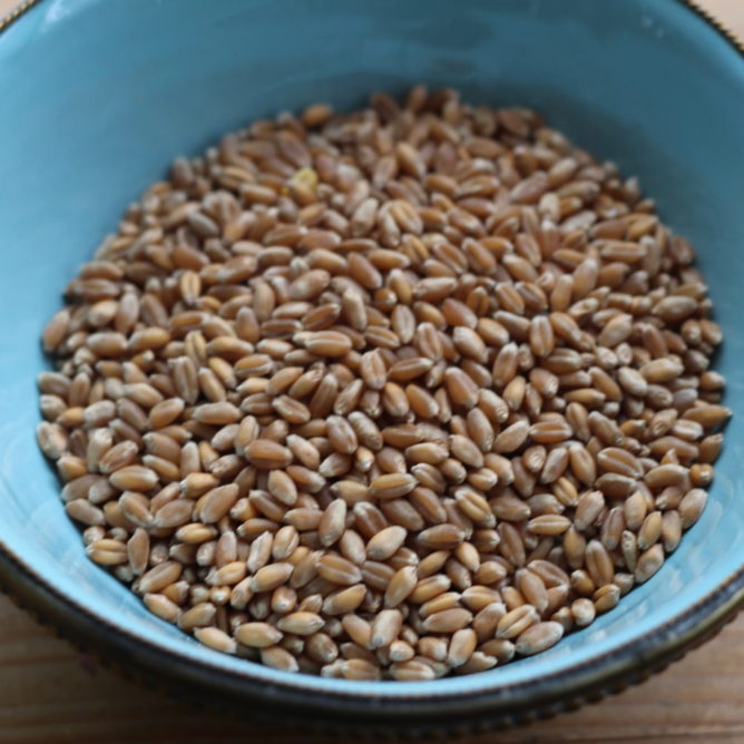 Durum Weizen (Hartweizen) – SpeiseLokal!